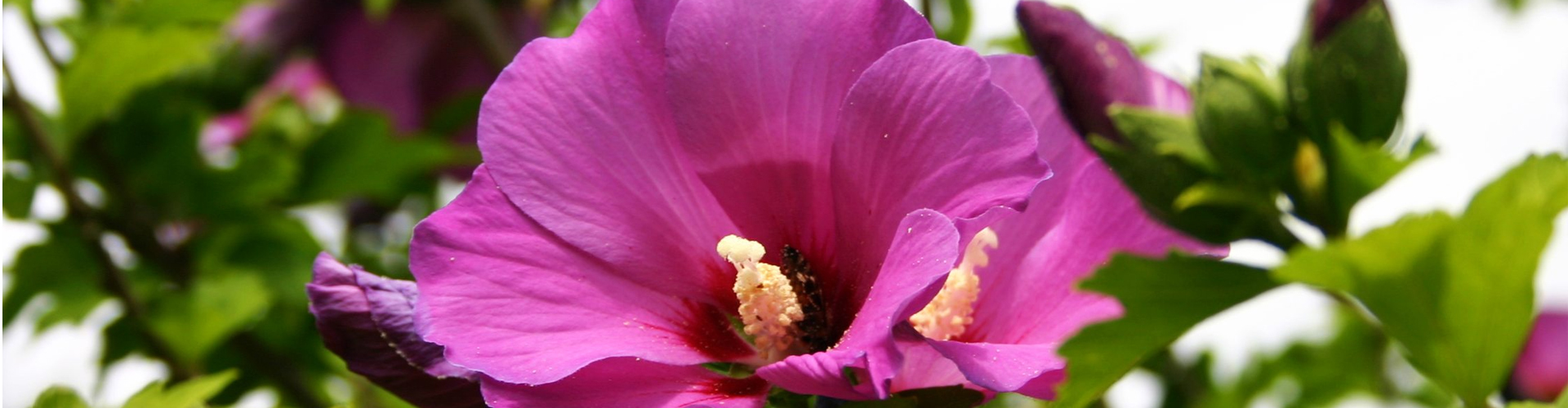 Hatmi Çiçeği ve Hatmi Çiçeğinin Faydaları Nelerdir? - Doğal Tıp